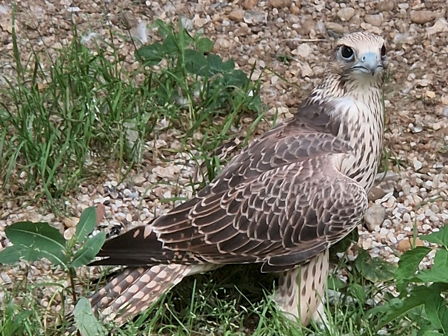 Tieranzeigen | Falknerei.org